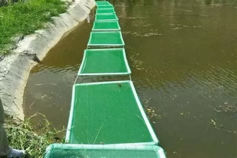 武都區：探索「魚菜共生、魚稻共生」新模式 每日頭條