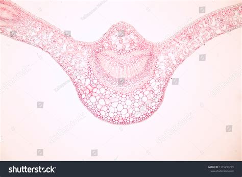 Cross Section Dicotyledon Leaf Under Microscopy库存照片1115290229