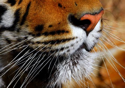 Bengal Tiger Whiskers Free Photo Download Freeimages