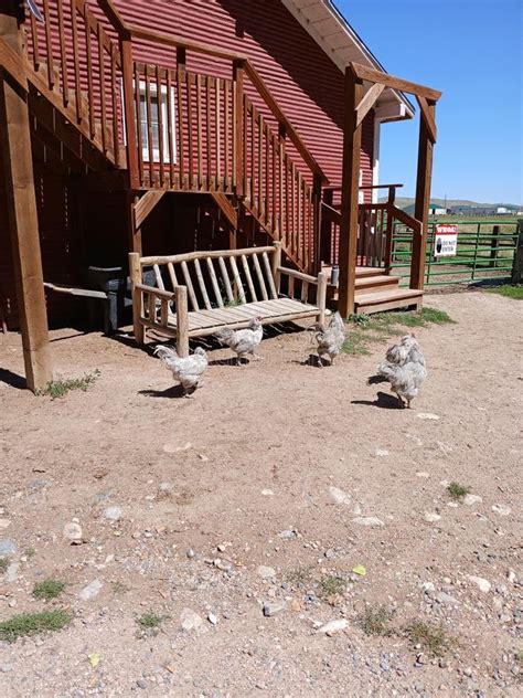 Flock Of All Grey Chickens Strutting Around At Terry Bison Ranch In Wyoming Stock Image Image