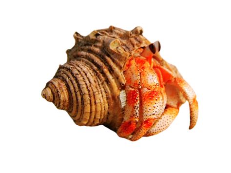 Caribbean Hermit Crab Living Shores Aquarium