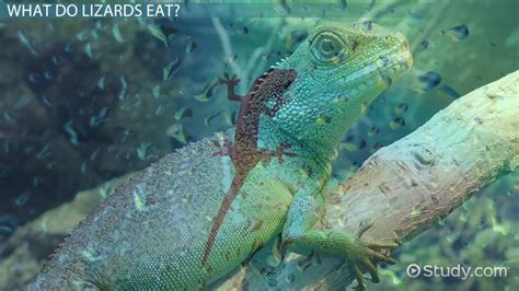 Foods Garden Lizards Eat Fasci Garden