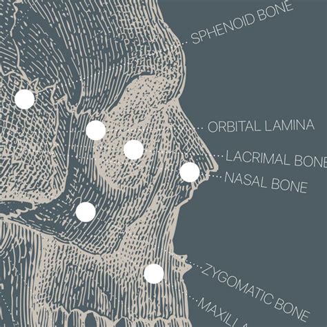 Vintage Lateral Cranial Bones Educaredesign