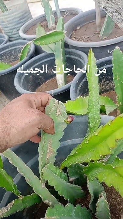 المفاجاه الجميلة في الدراجون فروت Youtube