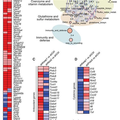 Reciprocal Regulation Of Redox Pathways And Inflammatory Pathways