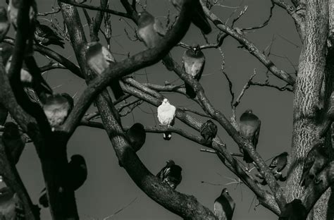 비둘기 조류 나무 새 Pixabay의 무료 사진 Pixabay