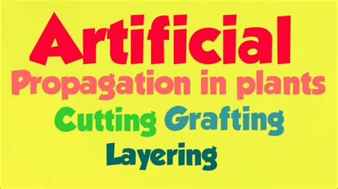 Three Types Of Artificial Propagation In Plants At Dollie Guth Blog