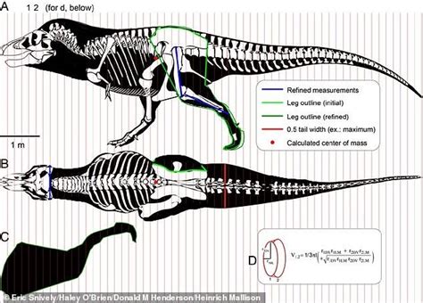 Zhuchengtyrannus Magnus Skeletal Diagram By Franoys On
