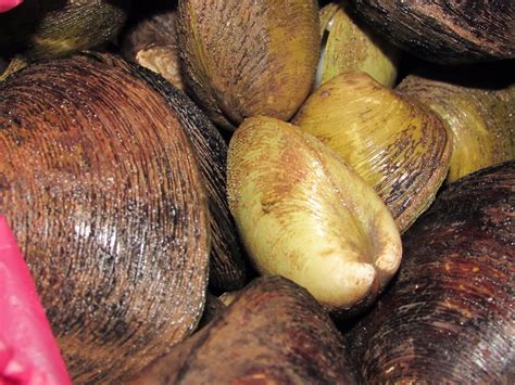 Cerita Bearcat Teknik Memasak Lokan