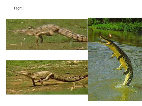 Ppt Synapsids Anapsids Diapsids Powerpoint Presentation Free