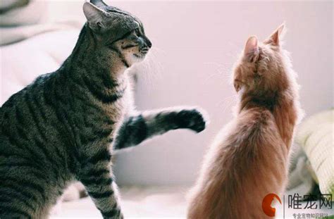 小猫剪指甲出血怎么处理 会自愈吗唯宠网