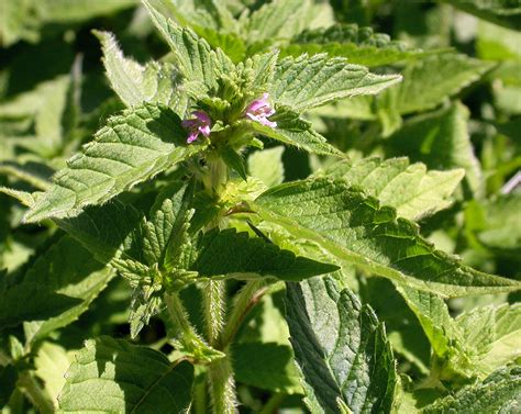 Hemp Nettle Weed Identification Guide For Ontario Crops Ontario Ca