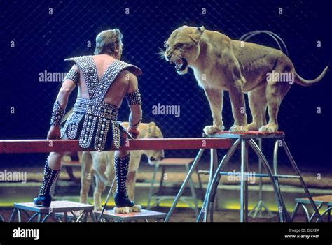 Circus Dressage Lion Lion Panthera Leo Gladiator As Tamer Zirkus