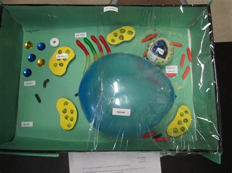 Shoebox 3d Cell Model Cells Project Plant Cell Projec