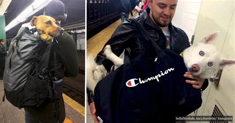 Nyc Subway Banned Dogs Unless They Fit In A Bag But New Yorkers Found
