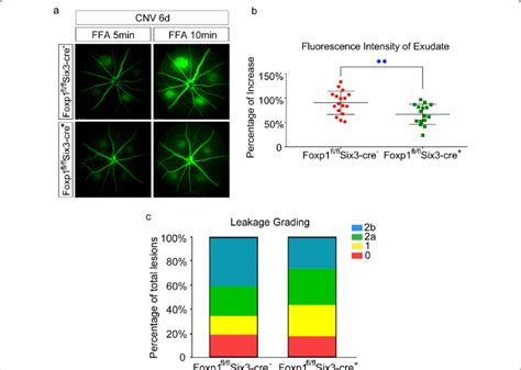 Foxp1 Ko Reduces Leakage Of Fluorescein Sodium In The Laser Induced