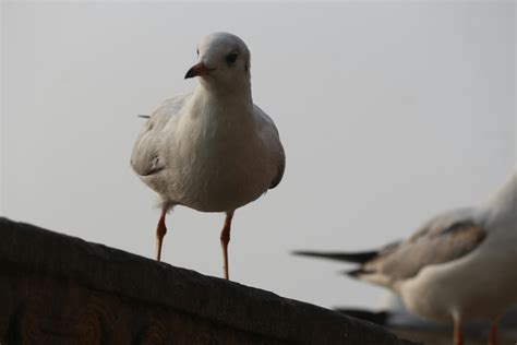 Krishnendu De 사진