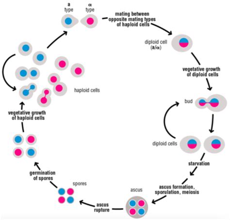 97 Combinatorial Regulation Of Eukaryotic Transcription Flashcards Quizlet