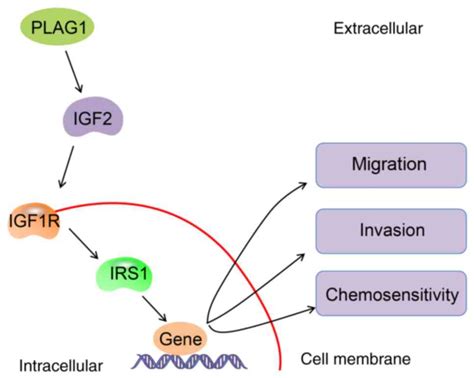 PLAG1 Silencing Promotes Cell Chemosensitivity In Ovarian Cancer Via