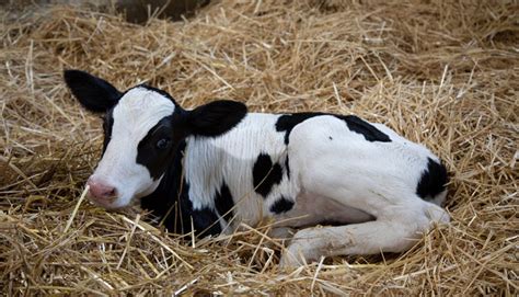 Time For A Passive Transfer Upgrade