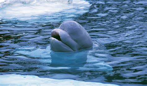 Scientists Stunned After Whales Make Extraordinary Appearance Far Outside Their Natural Waters