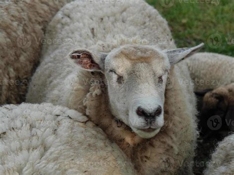 shheps and lambs in germany 10873815 Stock Photo at Vecteezy