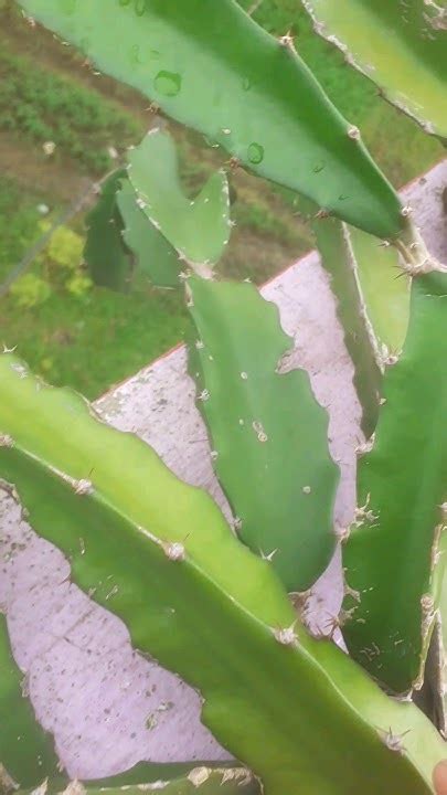 ড্রাগন গাছের🌵 সব কুঁড়ি শুকিয়ে গেল 😱😭 Dragon Plants Gardening