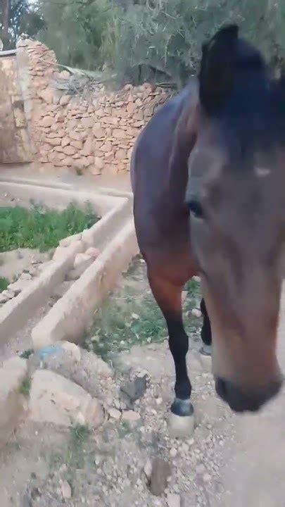 عايدة عاي عاي Youtube