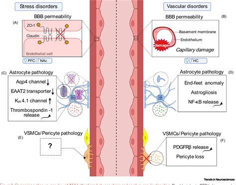 Figure 1 From Neurovascular Adaptations Modulating Cognition Mood And Stress Responses