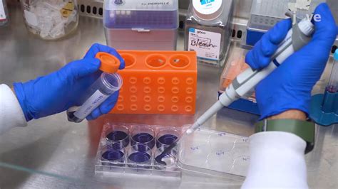 Plaque Assay Protocol Jove At Nancy Hickman Blog