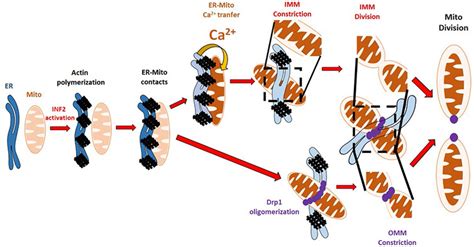 Advancing Knowledge In Mitochondria Division Using Dragonfly Ultra Fast Imaging Focalplane