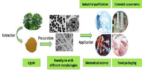 Nanolignins With Different Morphologies And Their Applications In Download Scientific Diagram