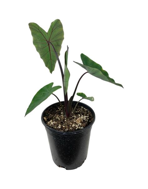 Colocasia Violet Stem The Garden Corner