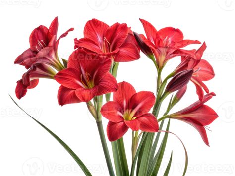 Page 3 Iris Fleur Png Pour Téléchargement Gratuit