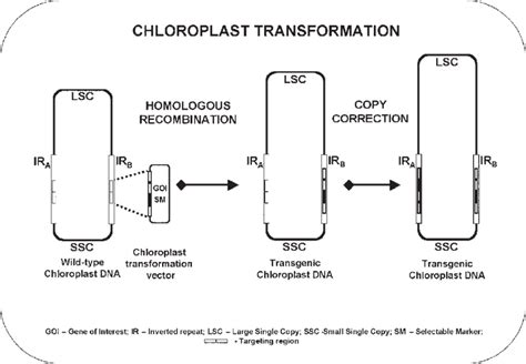 Schematic Representation Of Chloroplast Transformation Showing The