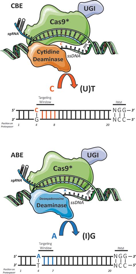 Crispr Base Editing Applications For Identifying Cancer Driving Mutations Pmc