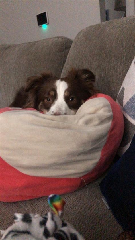 Harley quinn ️ my fav cuddle bug : r/miniaussie