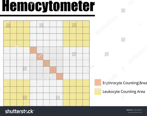 Counting Chamber Over 4 Royalty Free Licensable Stock Vectors And Vector