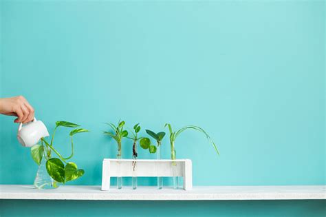 현대적인 객실 장식입니다 다양 한 식물 절단 테스트 튜브의 컬렉션 파스텔 청록색 벽에 대 한 흰색 선반 시험관에 대한 스톡 사진