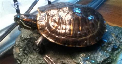 My Three Legged One Eyed Four Year Old Red Eared Slider Charlotte