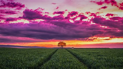 Tree Sunset Horizon 4k Hd Wallpaper