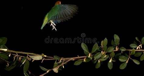 Fischer S Lovebird Agapornis Fischeri Adult Standing On Branch