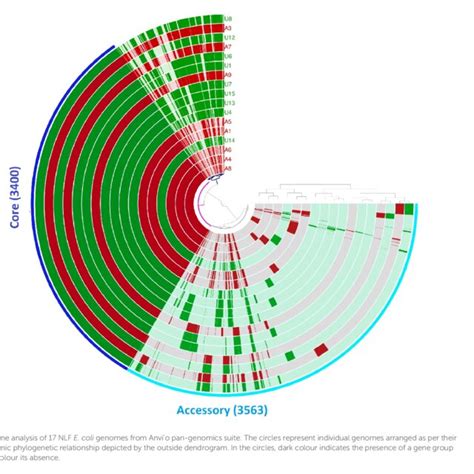 Pdf Non Lactose Fermenting Escherichia Coli Following In The