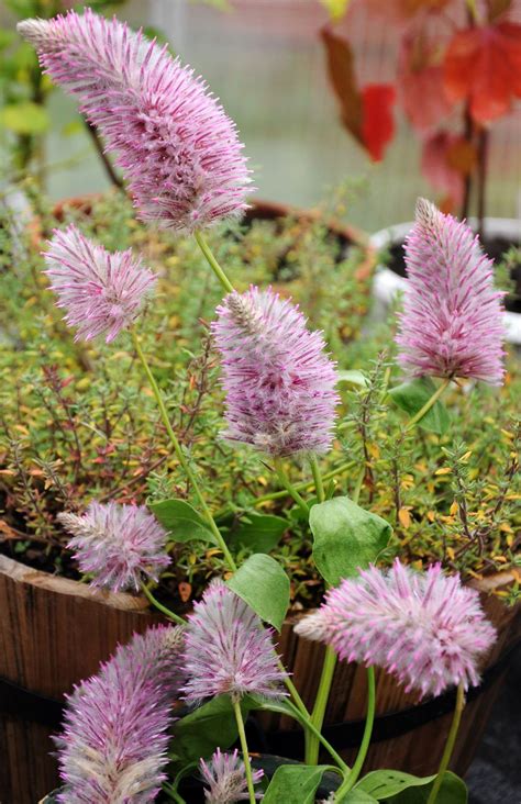Kattamarant Joey Ettåriga Blomsterväxter Ptilotus Nobilis Joey
