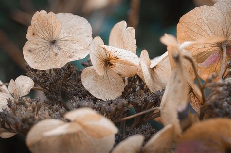 Dried Flowers Hydrangea Free Photo On Pixabay Pixabay