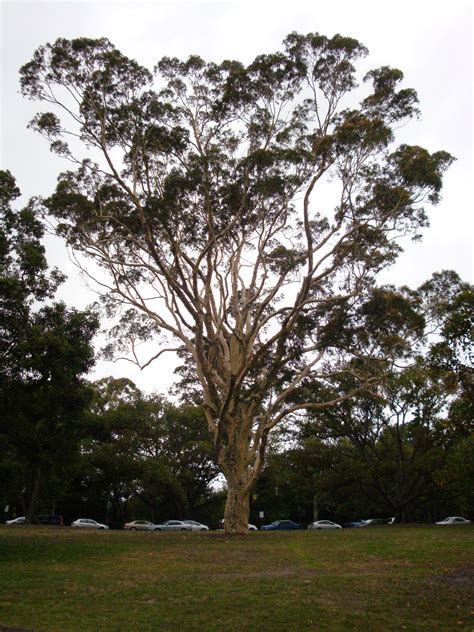 National Trust Spotted Gum Corymbia Maculata