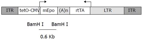 Transfection Of Mepo Gene To Intestinal Epithelium In Vivo Mediated By