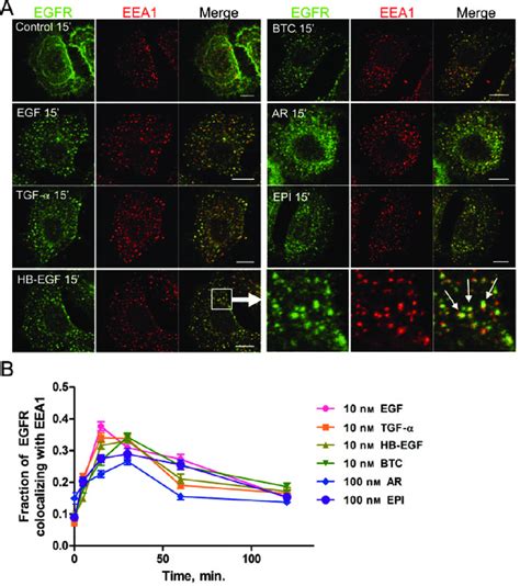 Egfr Localization To Early Endosomes Following Ligand Stimulation Hep2