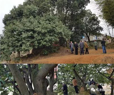秀美山村上饒鄱陽縣柘港橋頭村民居的變遷史 每日頭條
