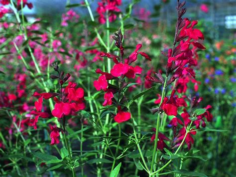 Salvia X Jamensis Raspberry Royale